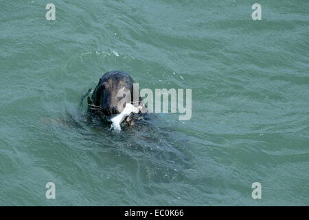 Seehund mit Flossen um Fische ernähren sich beim Schwimmen im Meer vor ...