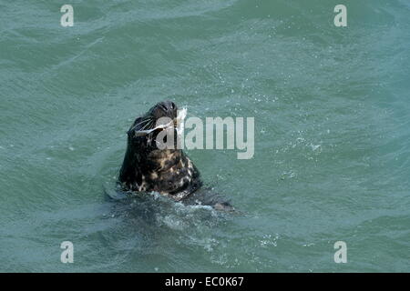Seehund mit Flossen um Fische ernähren sich beim Schwimmen im Meer vor ...
