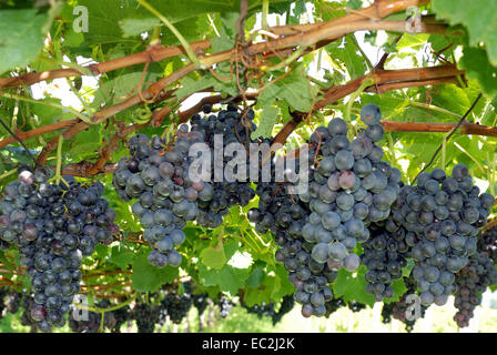 Weinbau in Südtirol in der Nähe von Brixen Stockfotografie - Alamy