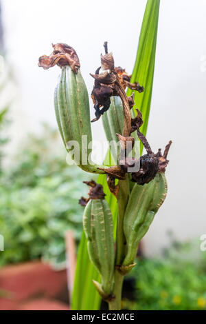 Flor del Espiritu Santo - Heiliger Geist Orchidee - Peristeria Elata ...