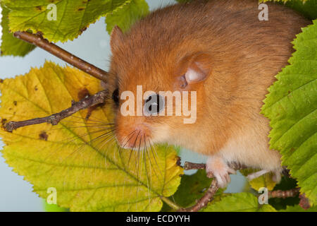 Haselmaus, Hazel Dormouse (Muscardinus Avellanarius) auf Moos neben ...
