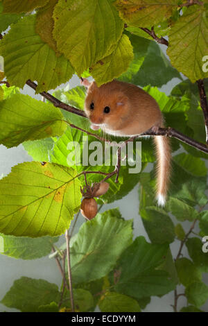 Haselmaus, Haselmaus, Haselnüsse, Maiskolben, Haselmaus, Fraßspur ...