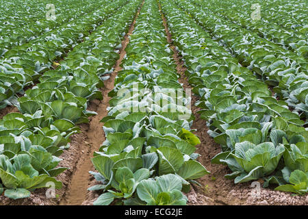 Ein Kohl Gemüse Feld in der Nähe von Mission, Texas, USA Stockfoto ...
