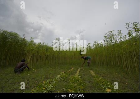 Munshigonj, Bangladesch. 14. August 2013. Landwirt Verarbeitung Jute ...