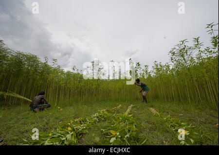 Munshigonj, Bangladesch. 14. August 2013. Landwirt Verarbeitung Jute ...