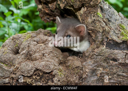 Steinmarder, Steinmarder, Duft, Steinmarder, Stein-Marder, Marder ...