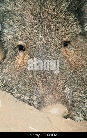 Chaco Peccary Catagonus Wagneri Schwein Tier Stockfotografie - Alamy