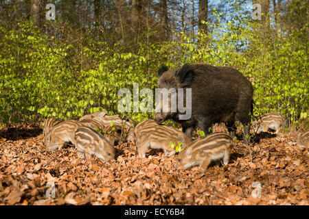 Ein weibliches Wildschwein mit jungen Wildschweine. Das Wildschwein ...