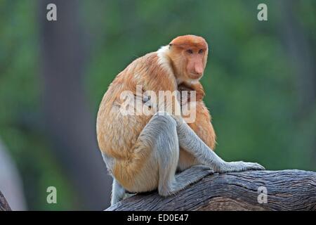 Proboscis Monkey Nasalis Larvatus Erwachsene weibliche junge klammerte ...