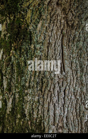 Baum, Baumstamm, Natur, Pflanze, Rinde, Stamm, Ast, Einsam, Verzweigung ...