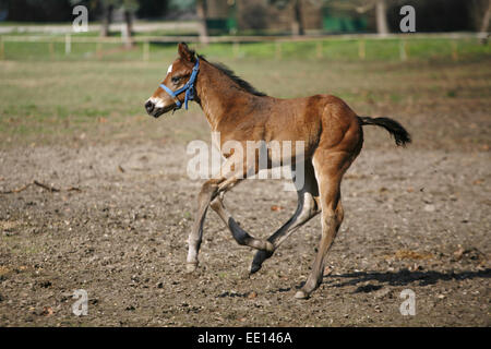 Wunderbaren jungen reinrassigen Fohlen allein auf der Weide im Galopp ...