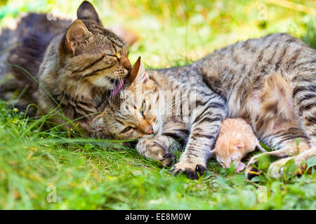 Katzenmutter umarmt kleine Kätzchen Stockfotografie - Alamy