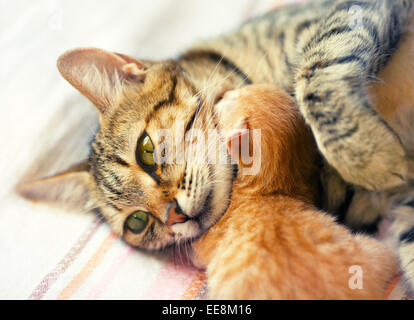 Katzenmutter umarmt kleine Kätzchen Stockfotografie - Alamy