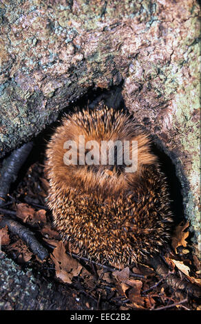 Igel auf Rücken eingerollt in der Wiese Stockfoto, Bild: 74032210 - Alamy