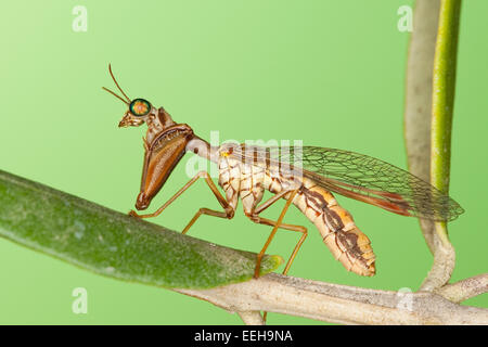 Steirische Fanghaft, Mantispa styriaca, syn. Poda pagana, syn. Mantispa ...