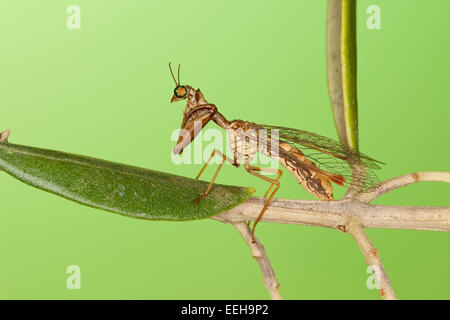 Steirische Fanghaft, Mantispa styriaca, syn. Poda pagana, syn. Mantispa ...