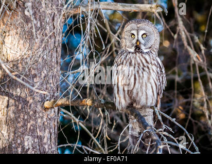 Große graue Eulen, thront auf dem Nest mit Eulen, Finnland, Europa Lappland Eulen (Strix ...