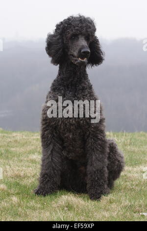 Schwarzer Pudel Koenig Ruede drei Jahre auf einer Wiese, Schwarzer ...