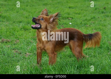Russkiy Toy Langhaar Russkiy Toy Steht Auf der Wiese Russkiy Toy muß ...