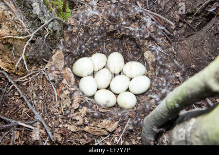 Stockente (Anas platyrhynchos). Mit eier Nest Stockfotografie - Alamy