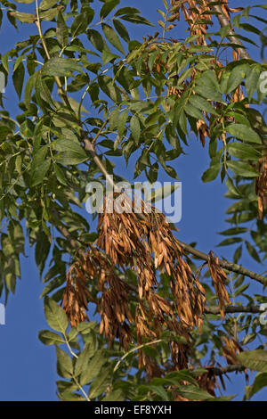 Gemeine Esche, Europäische Esche, Obst, Frucht, Früchte, Fraxinus ...