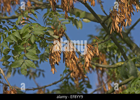 Gemeine Esche, Europäische Esche, Obst, Frucht, Früchte, Fraxinus ...