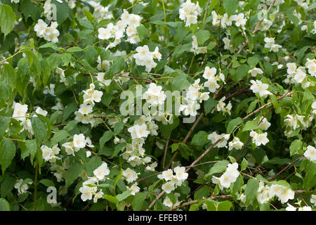 Falscher Jasmin, Philadelphus coronarius, Mock orange, Philadelphus coronarius Stockfotografie ...