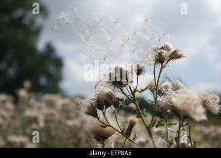 Reife Distel Pflanzen bereit, Samen im Wind mit einer Sammlung von ...