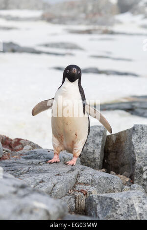 PETERMANN ISLAND, Antarktis – ein Adelie-Pinguin (Pygoscelis adeliae ...