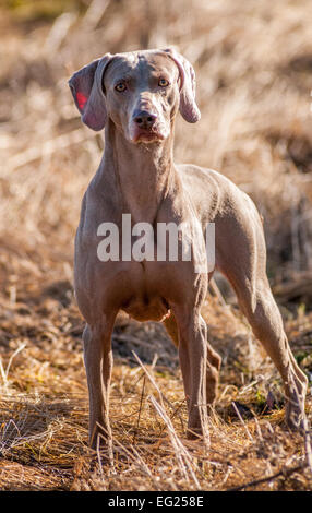 Weimaraner Hund. Der graue Geist und Weimaraner Vorstehhund. Jagd ...
