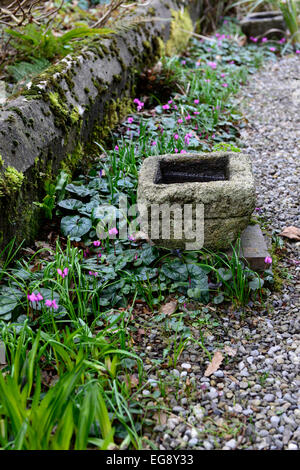lila Alpenveilchen Sämlinge Kies Weg Schneeglöckchen Frühling ...