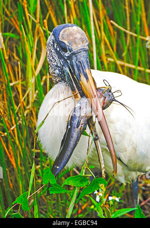 HOLZ-STORCH UND FISCH Stockfotografie - Alamy