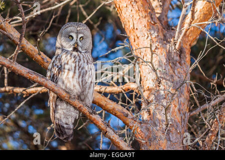 Große graue Eulen, thront auf dem Nest mit Eulen, Finnland, Europa ...