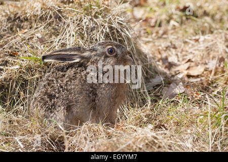 Braun Feldhase (Lepus Europaeus) verstecken sich in eine Furche auf ...