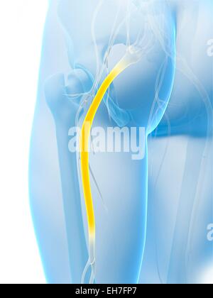 Menschlichen Ischiasnerv Computer Artwork Stockfoto, Bild: 69880170 - Alamy