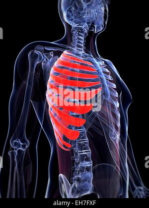 Menschliche Rippe Muskeln, Abbildung Stockfoto, Bild: 118698823 - Alamy