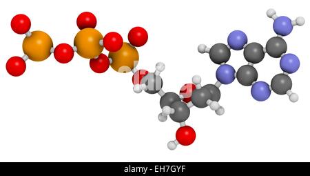 Deoxyadenosine Triphosphat Molekül Stockfotografie - Alamy
