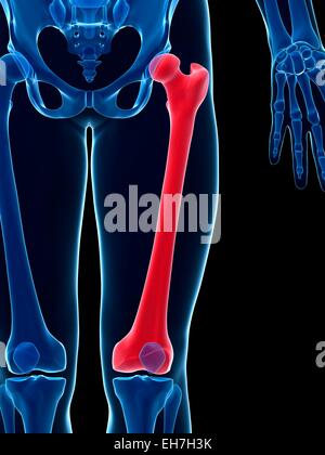 Knochen der menschlichen Femur (Oberschenkel), Illustration ...