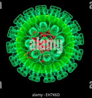 Herpes Simplex-Virus Typ 2, Abbildung Stockfotografie - Alamy