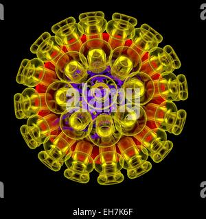 Herpes Simplex-Virus Typ 2, Abbildung Stockfotografie - Alamy