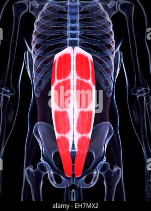 Anatomie der menschlichen Bauchmuskeln Stockfotografie - Alamy