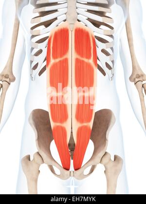 Anatomie der menschlichen Bauchmuskeln Stockfotografie - Alamy