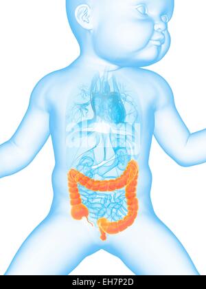 Abbildung: Anatomie eines Babys Stockfoto, Bild: 159513564 - Alamy