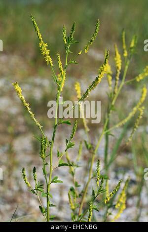 Steinklee, gelber Melilot, Echter Steinklee, Gelber Steinklee, Gewöhnlicher Steinklee, Melilotus ...