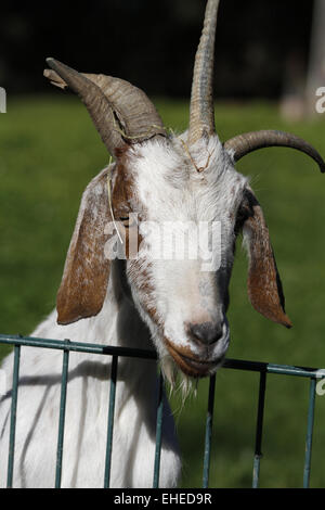 Ziegenbock Bock Ziege Horn Hoerner Portrait Zaehne Gebiss fiel Bart ...