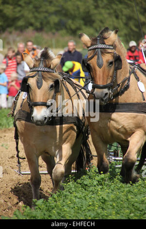 Norweger Fjordpferd norwegischer Fjord Pferd Stockfotografie - Alamy