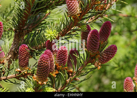 Gewöhnliche Fichte, Fichte, Rot-Fichte, Rotfichte, Rinde, Borke, Stamm ...