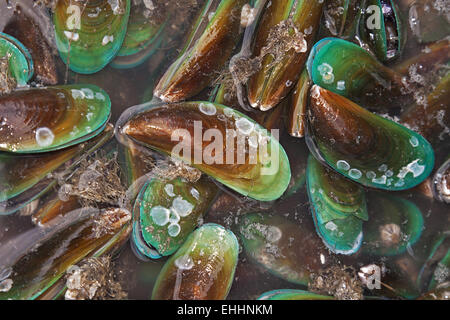 Frisch gekochte Green Lipped Muscheln (grüne Schale Muscheln) aus ...