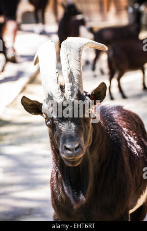 gehörnte, Ziege mit Hörnern und dicken Pelz Stockfotografie - Alamy