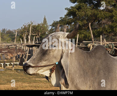 Brahman oder Brahma eine Rasse von Zebu Rinder, Pasikudah Bay, Eastern ...